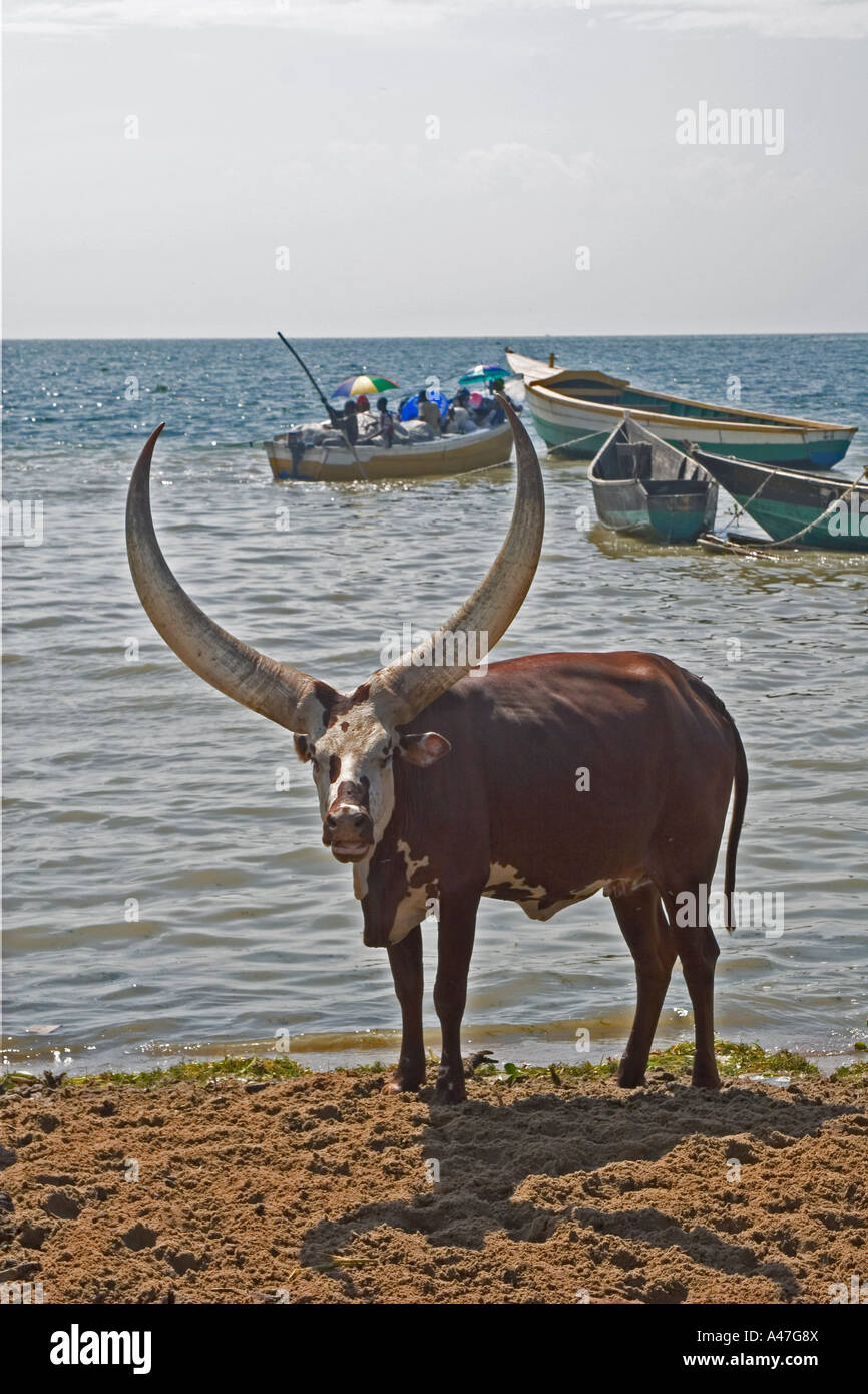 Ankole long horned bull on shore of Lake Albert, Northern Uganda, East ...
