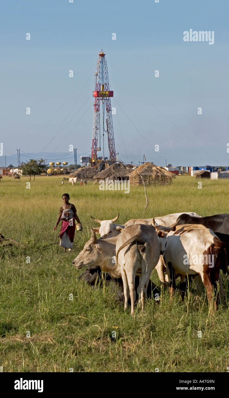 Farmer with his herd of cattle on farm near oil exploration rig, by ...