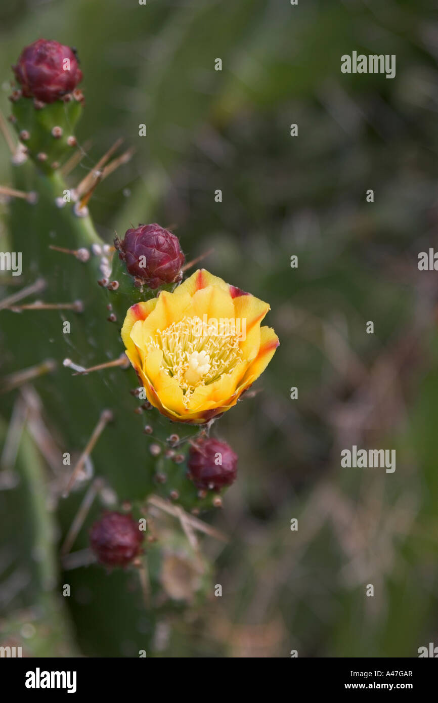 Close up of yellow cactus flower with buds and spiny thorns, Rift ...