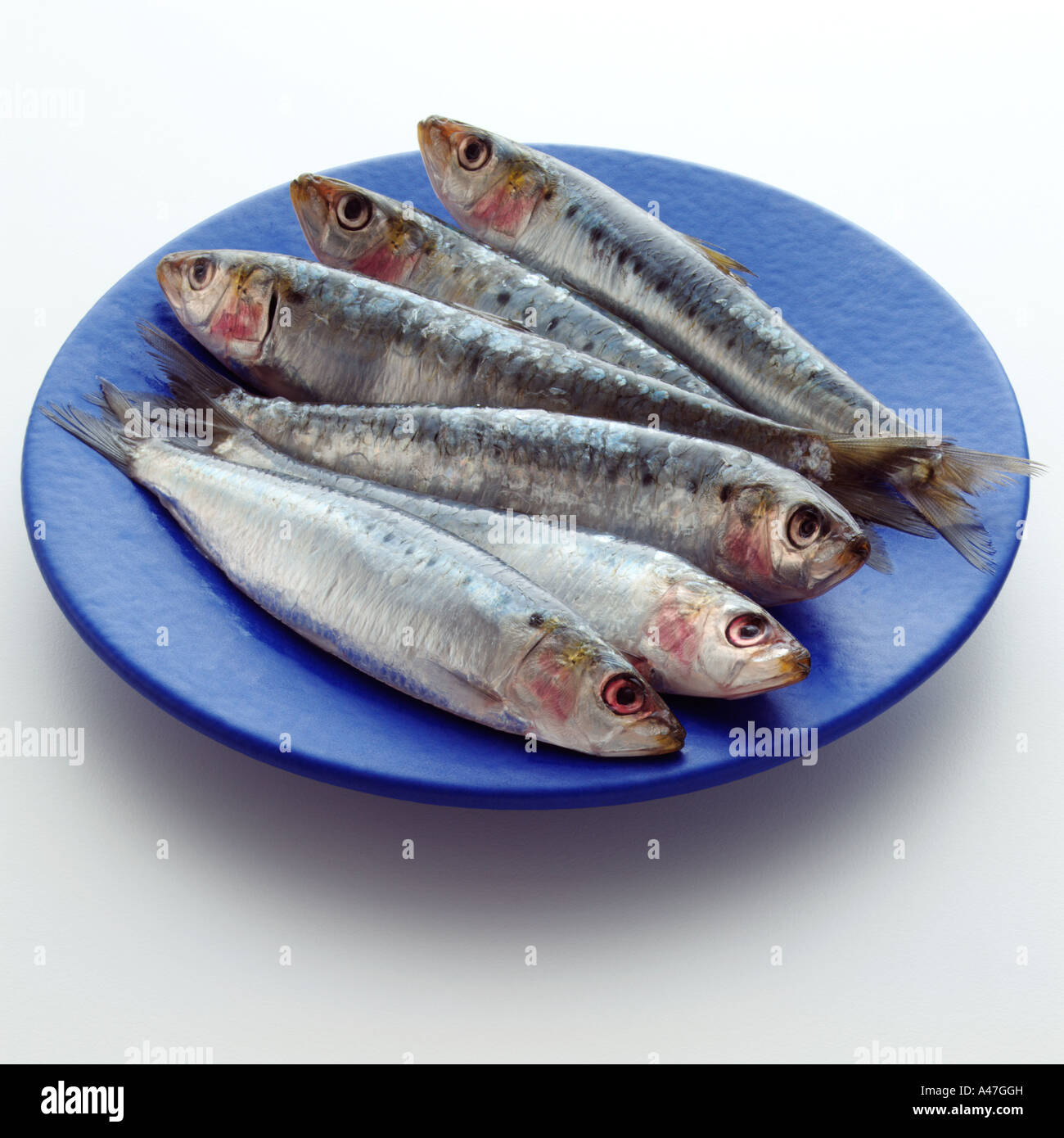 A blue plate of sardines on a white background editorial food Stock ...