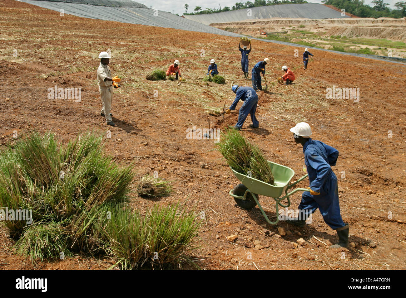 Environmental workers and field assistants planting grass to ...