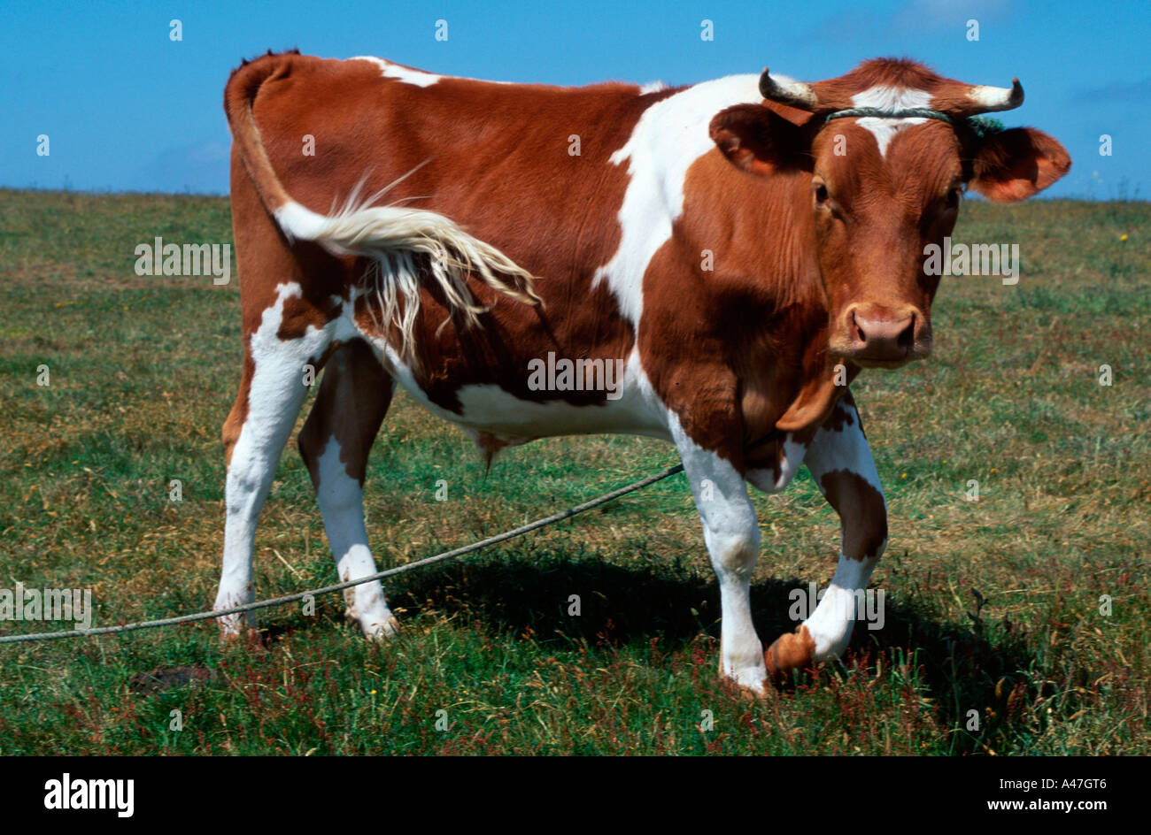 Jersey cattle farm channel islands hi-res stock photography and images ...
