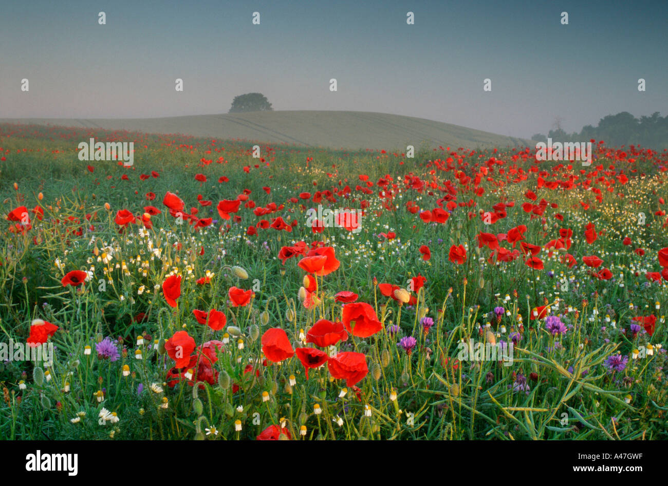 Poppy field Mohnblumenfeld Stock Photo - Alamy