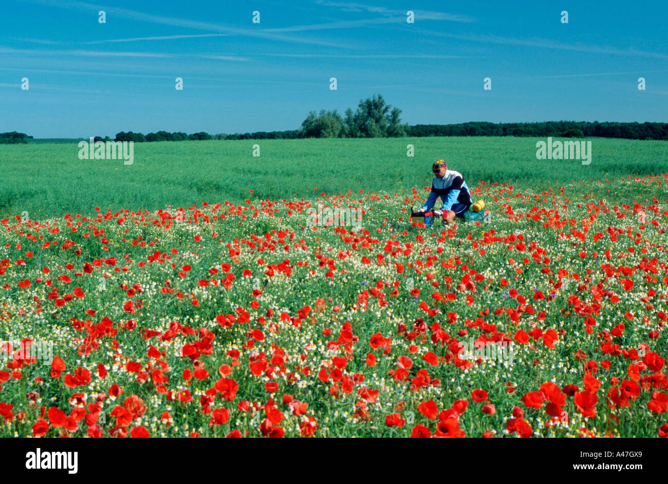 Poppy field Mohnblumenfeld Stock Photo - Alamy