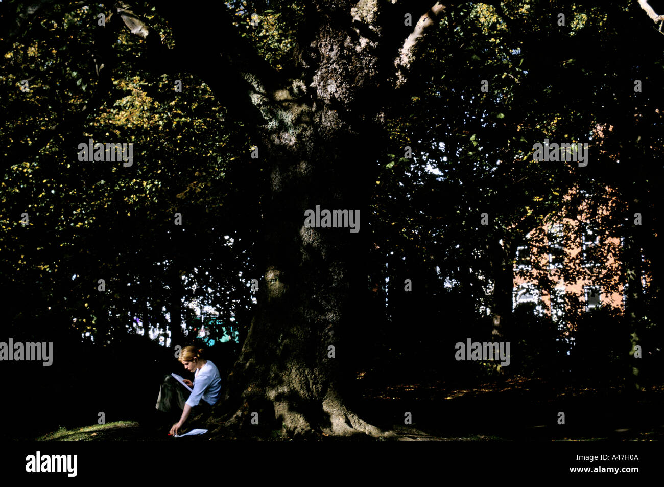 Students studying under tree hi-res stock photography and images - Alamy