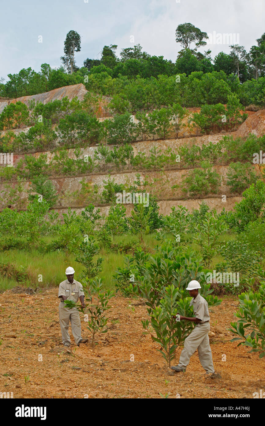 Revegetated benches on old mined out surface gold mining pit, Ghana ...