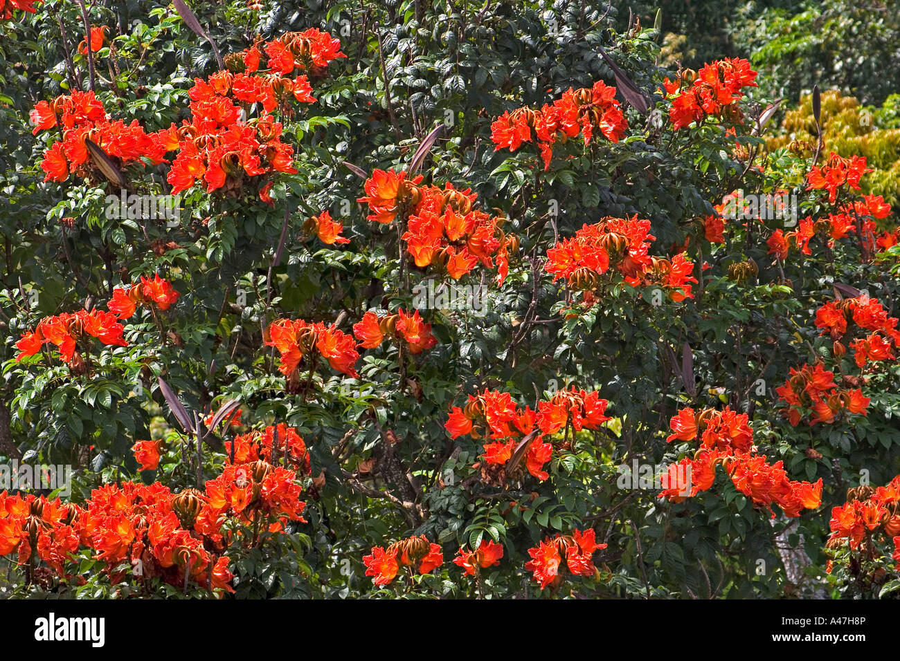 African tulip tree flowers in jungle forest, Equatorial Guinea, West ...
