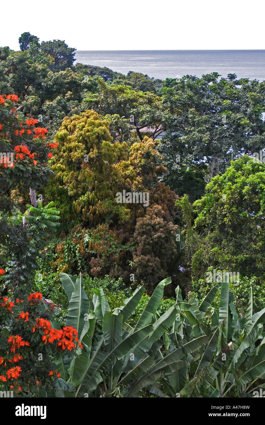 Equatorial Forest Bioko Island Equatorial Stock Photo Pico Basile In