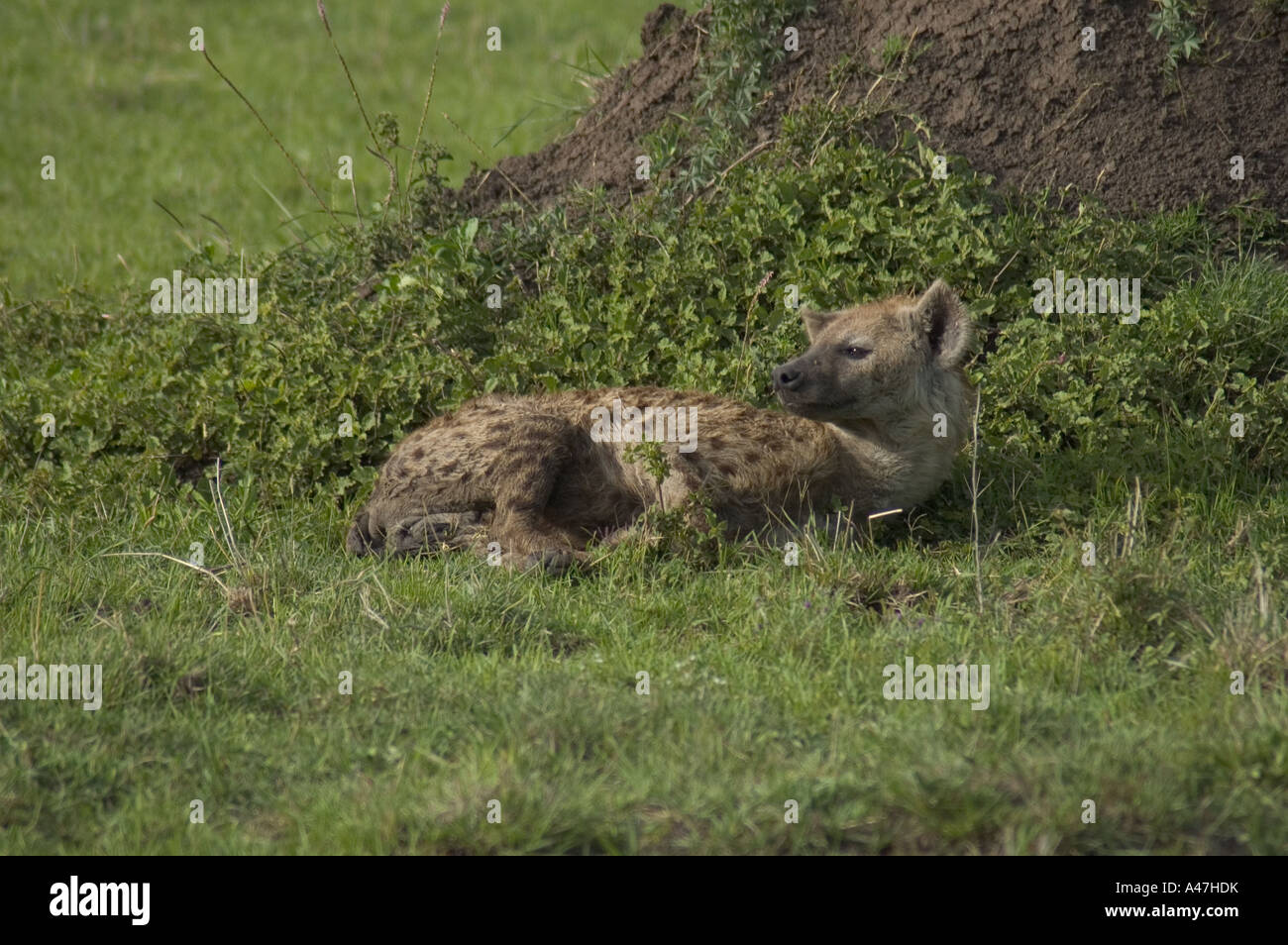 Spotted hyena pack hi-res stock photography and images - Alamy