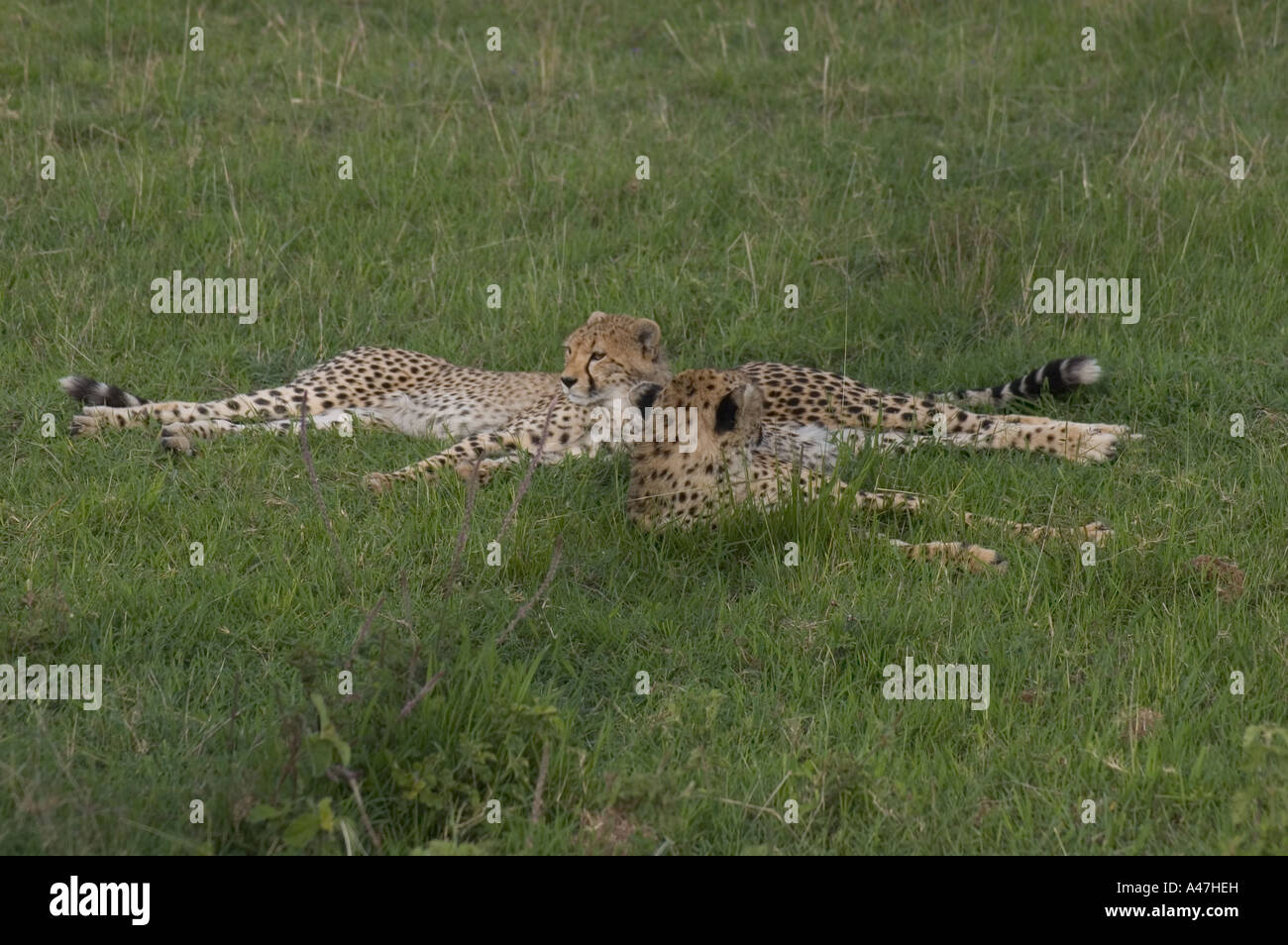 Cheetah tails hi-res stock photography and images - Alamy