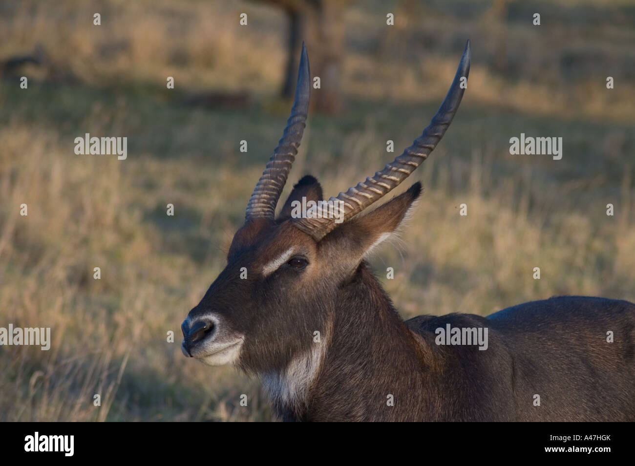 Waterbuck Lake Nakuru Kenya Africa Stock Photo - Alamy