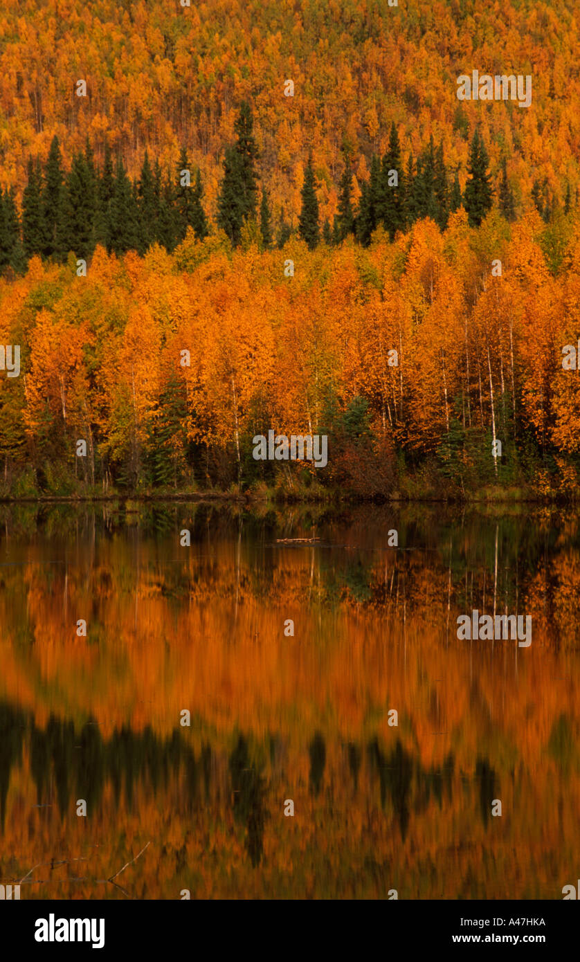 Mischwald im mixed forest in hi-res stock photography and images - Alamy