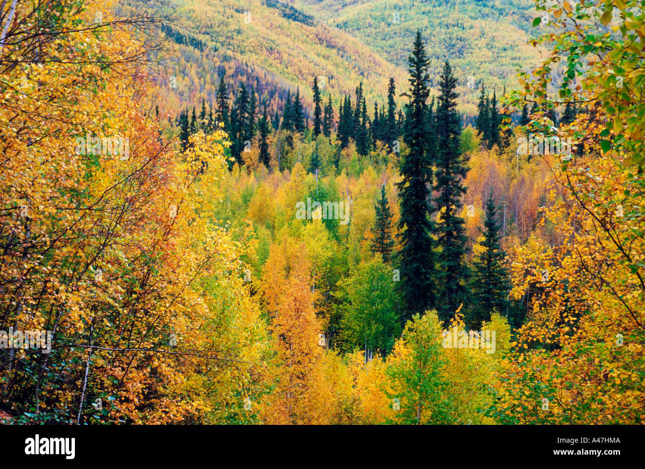 Mixed forest in autumn Mischwald im Herbst Stock Photo - Alamy