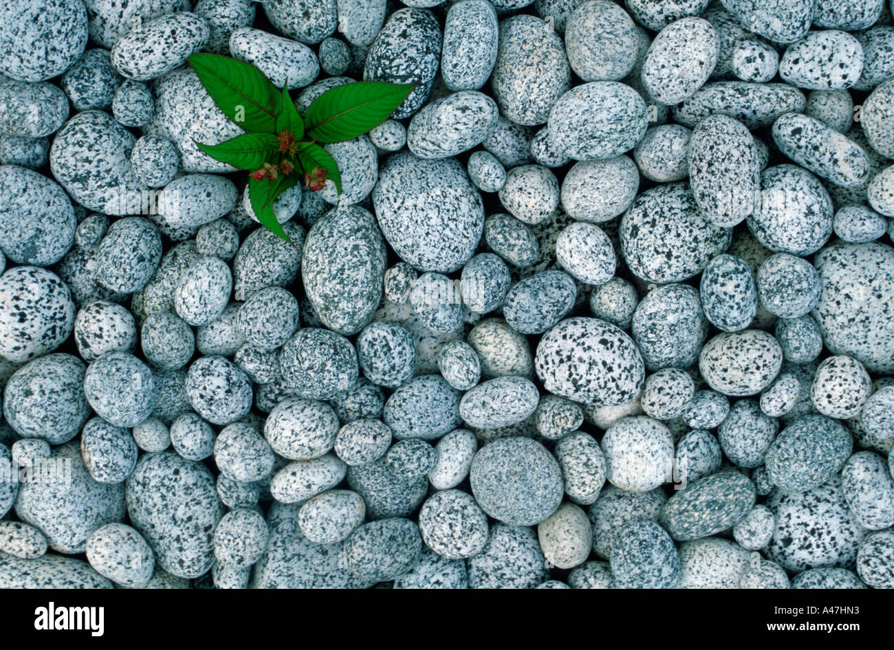 Kieselsteine hi-res stock photography and images - Alamy