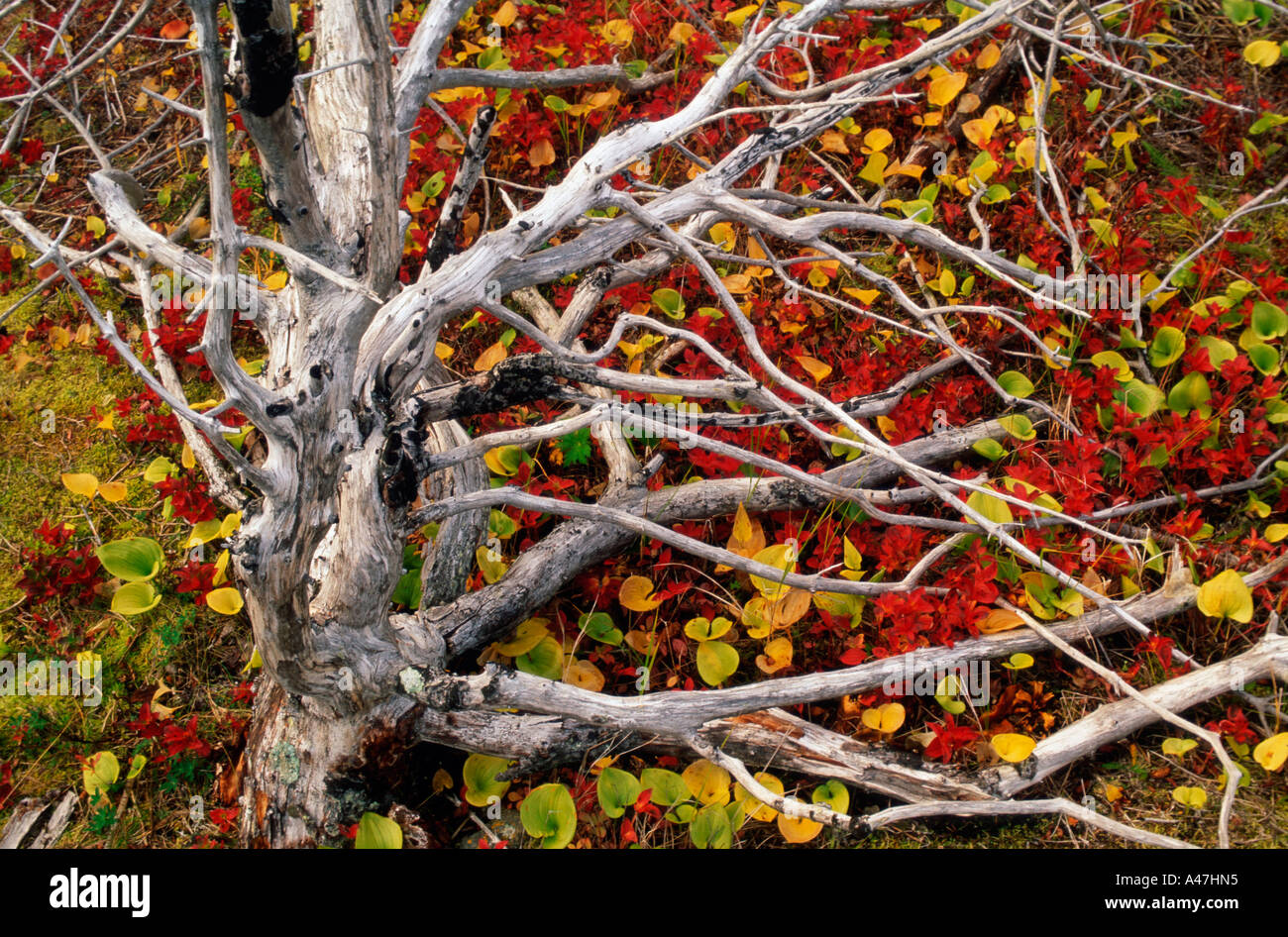 Toter baum im herbst hi-res stock photography and images - Alamy