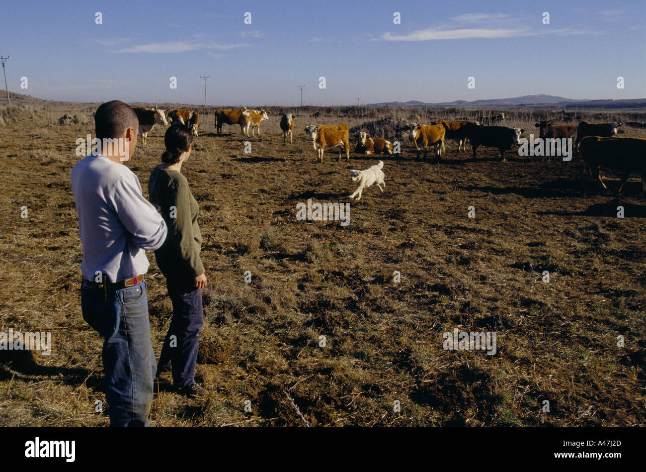 Merom golan hi-res stock photography and images - Alamy