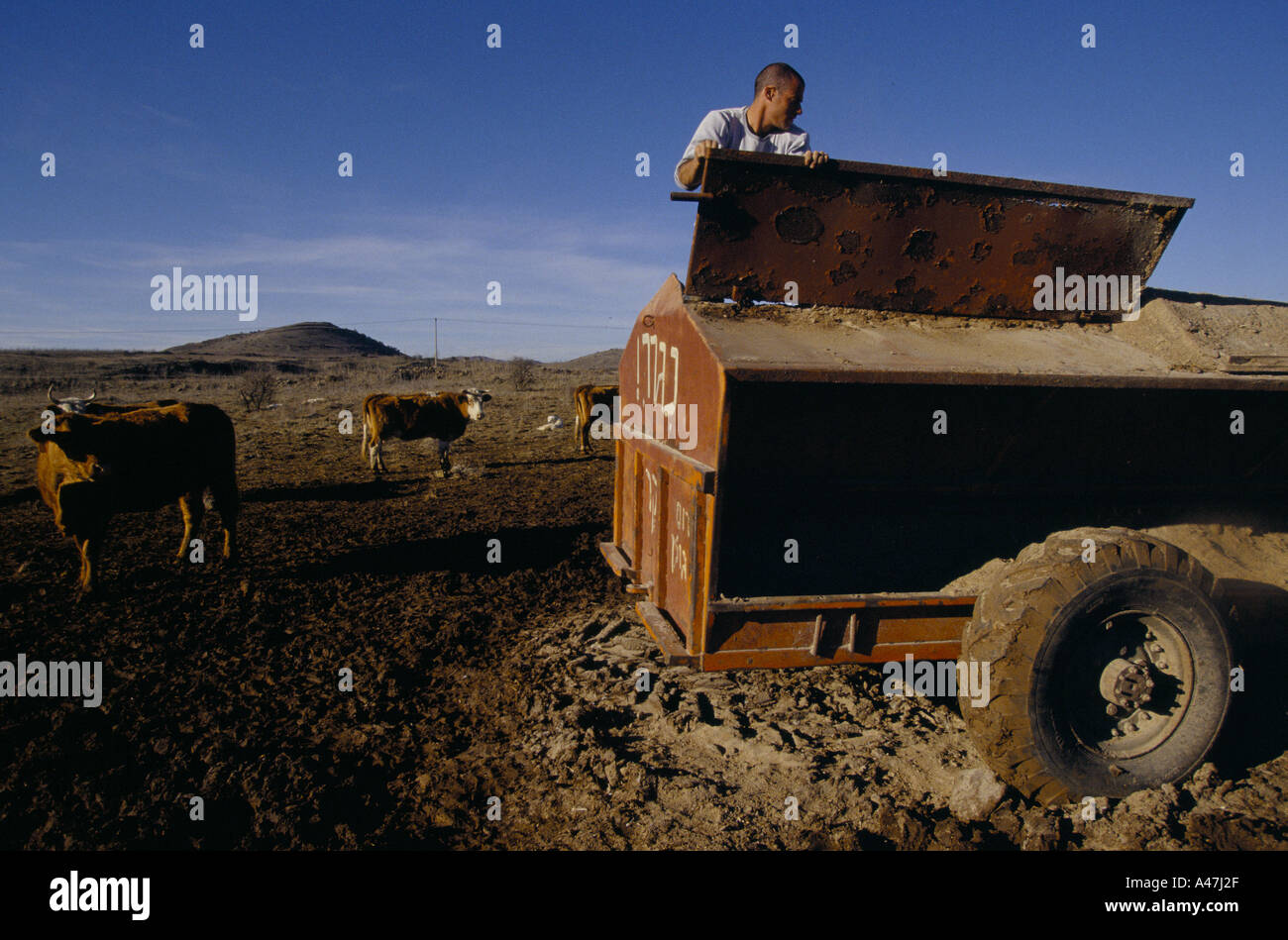 Israeli cattle hi-res stock photography and images - Alamy