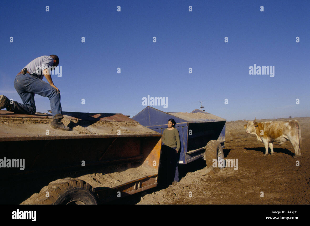 golan heights settlers tending their cattle at merom golan the first ...