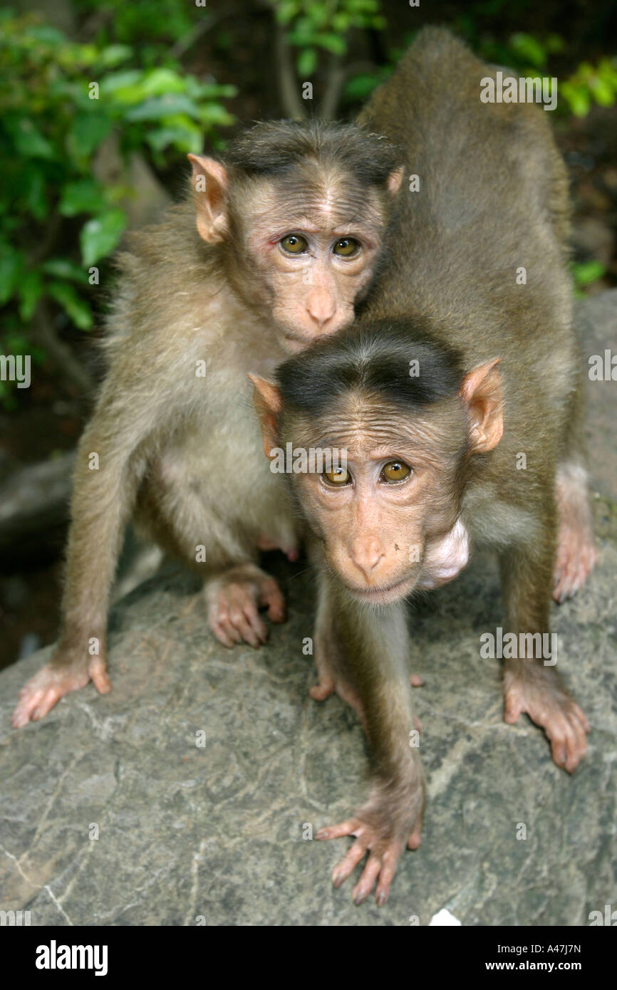 Two monkeys in India Stock Photo - Alamy