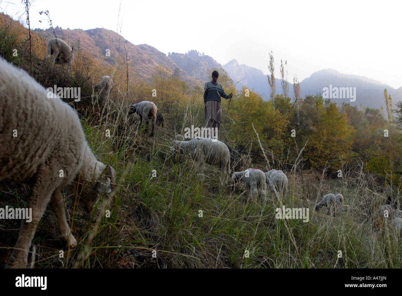 A shephard walks with his sheep in Kashmir in India Stock Photo - Alamy