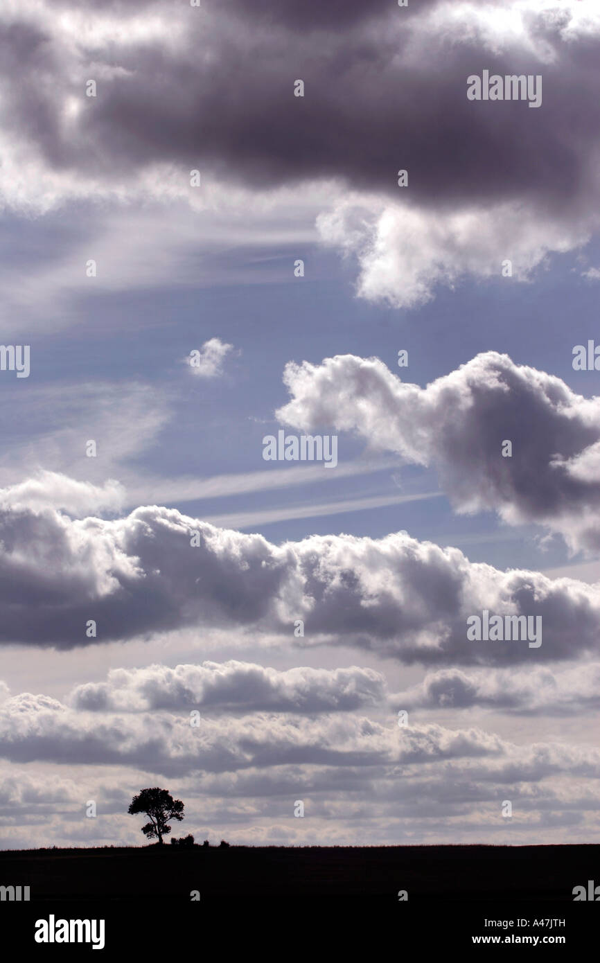 A lonely tree stands in isolation on the country side in Sweden Stock ...