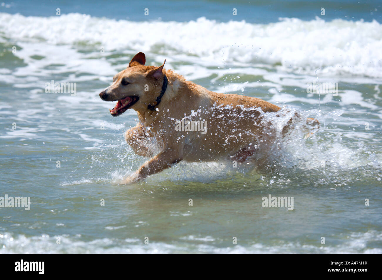 Labrador running beach hi-res stock photography and images - Alamy
