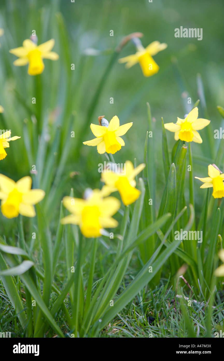 Daffodils february gold hi-res stock photography and images - Alamy