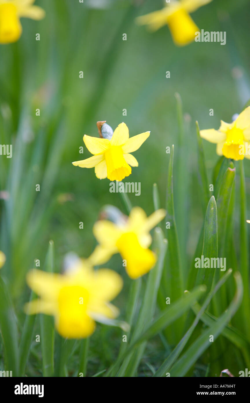 Daffodils in Spring Stock Photo - Alamy