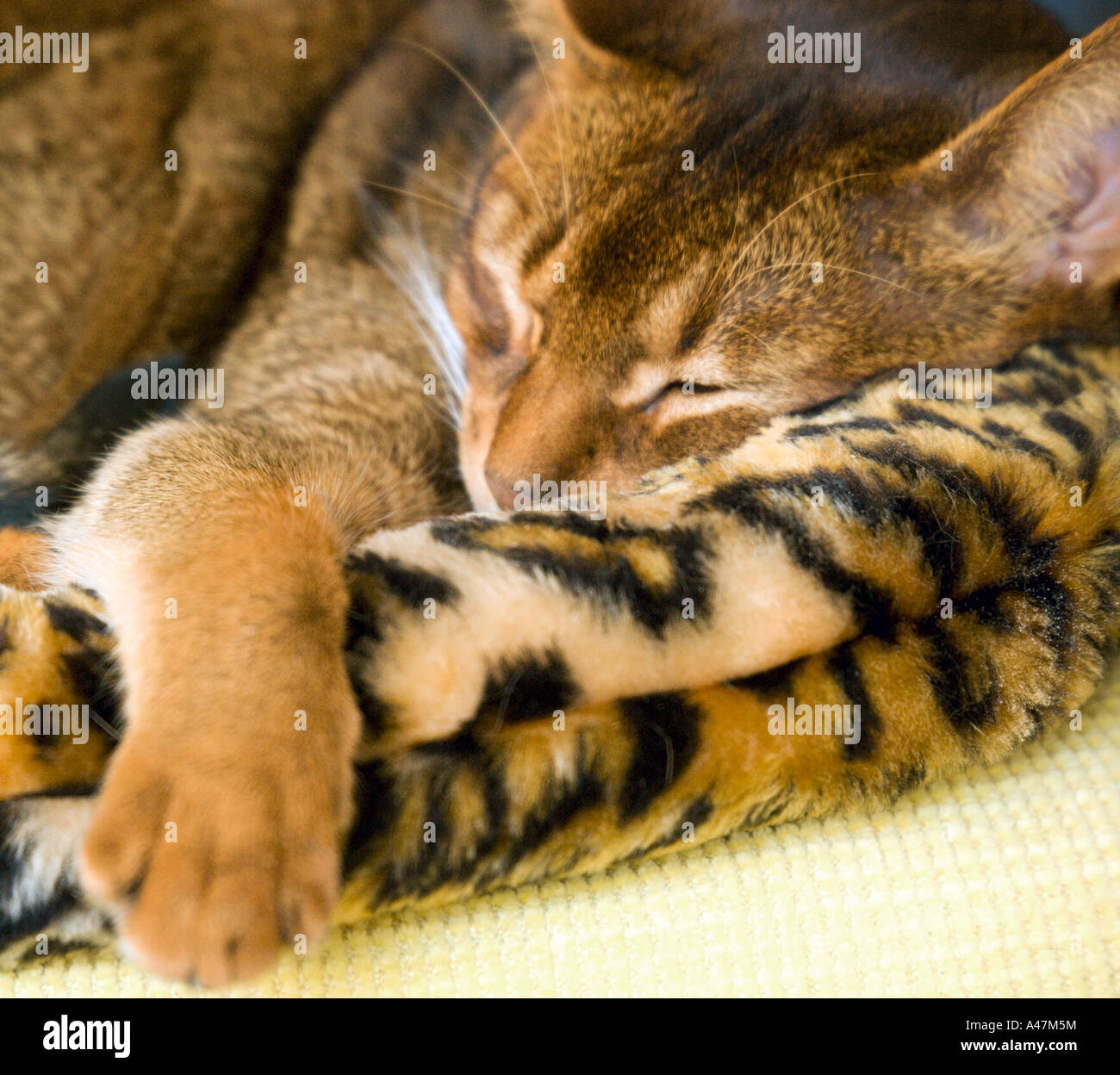 Abyssinian cat sleeping hi-res stock photography and images - Alamy