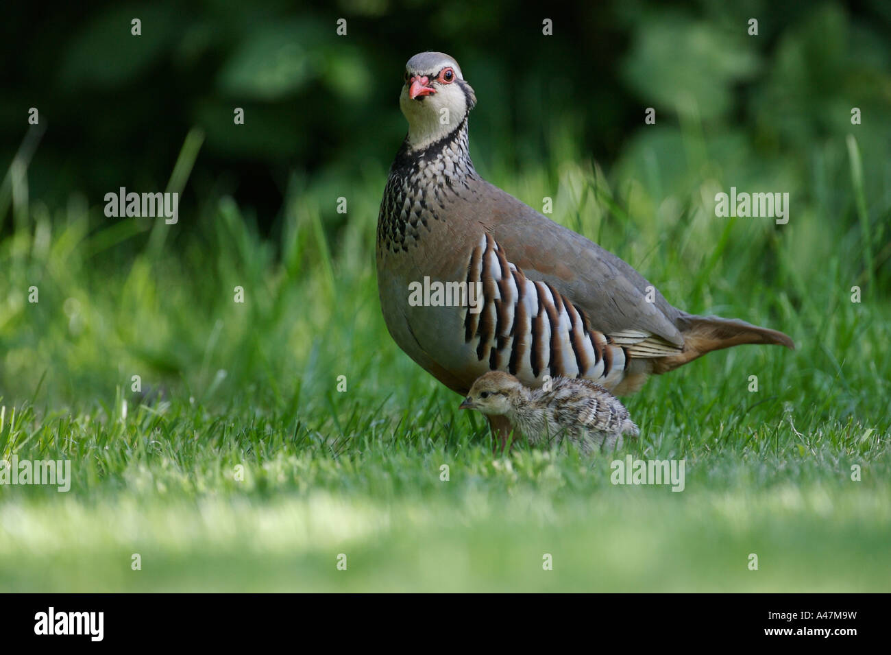 Red Legged Partridge and Chic Stock Photo - Alamy