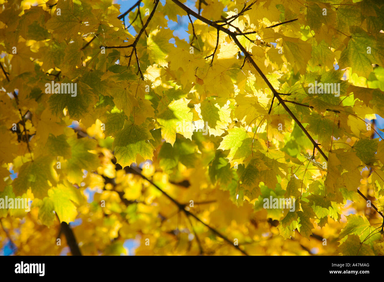 Closeup of branches of maple tree in autumn Stock Photo - Alamy