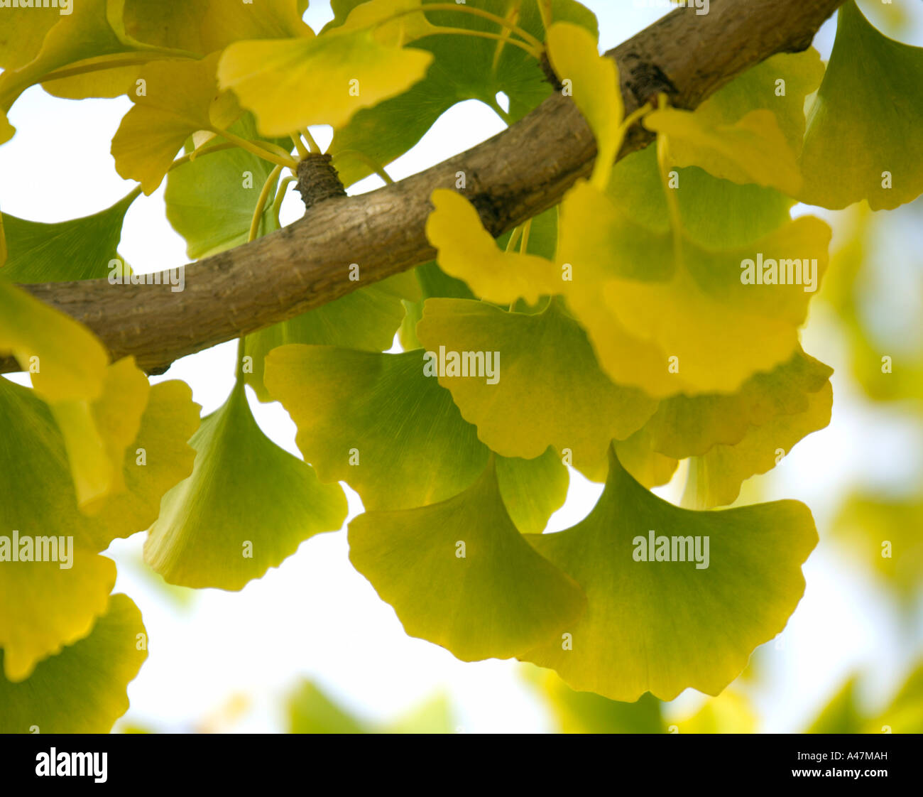 Gingkoes hi-res stock photography and images - Alamy