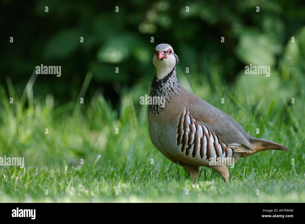 Red Legged Partridge Stock Photo - Alamy