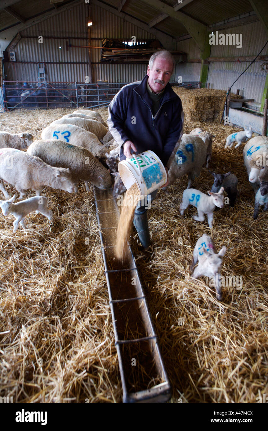 Farmer Feeding Sheep Stock Photo - Alamy