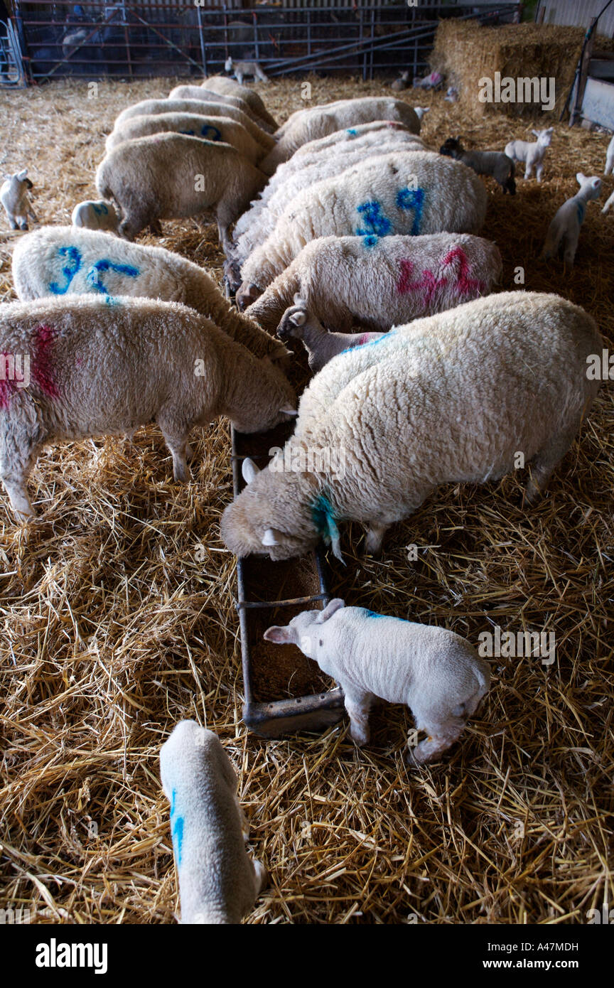 Ewes Feeding At Trough Stock Photo - Alamy