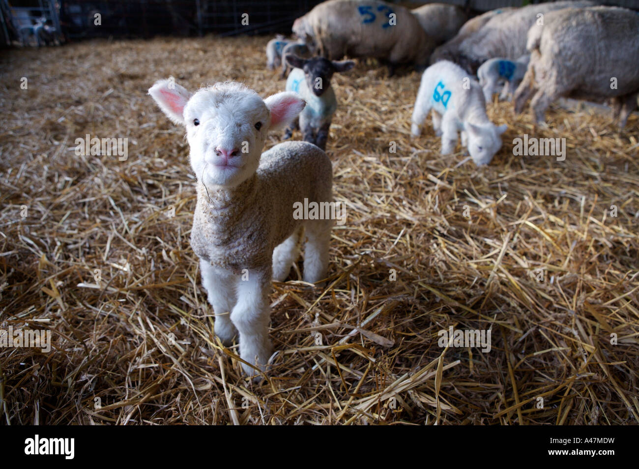 Inquisitive Spring Lamb Stock Photo - Alamy