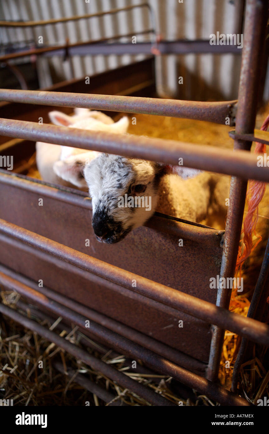 Spring Lamb in Barn Stock Photo - Alamy