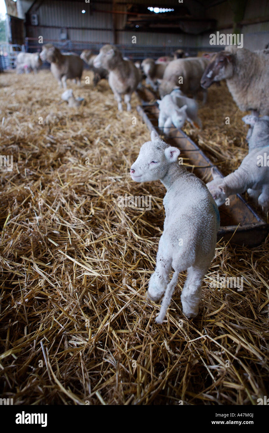 Spring Lambs in Barn Stock Photo - Alamy