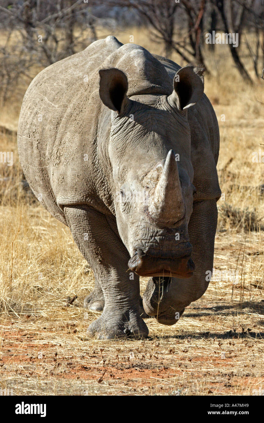Running white rhinoceros Stock Photo - Alamy