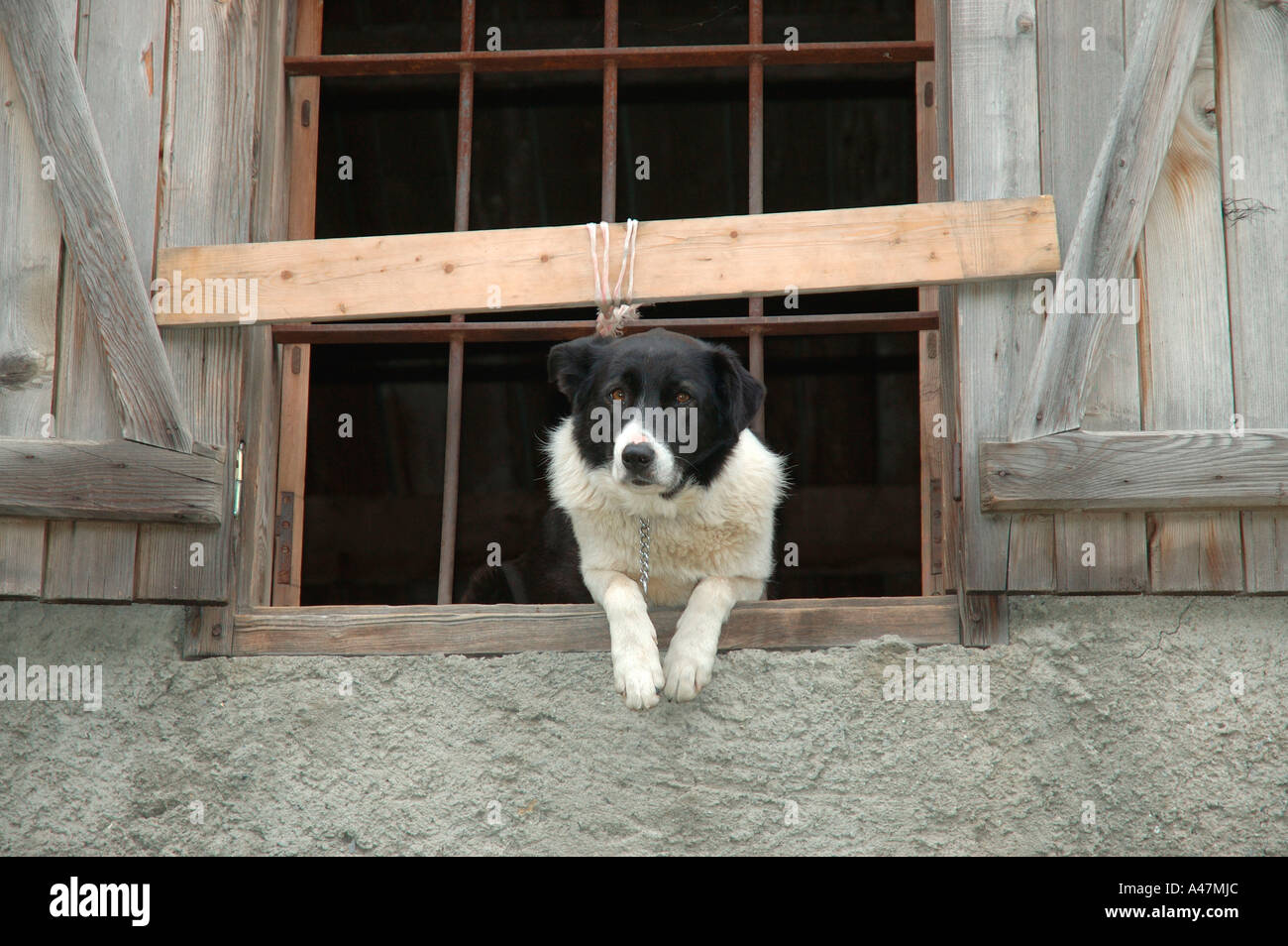 Dog at window Stock Photo - Alamy