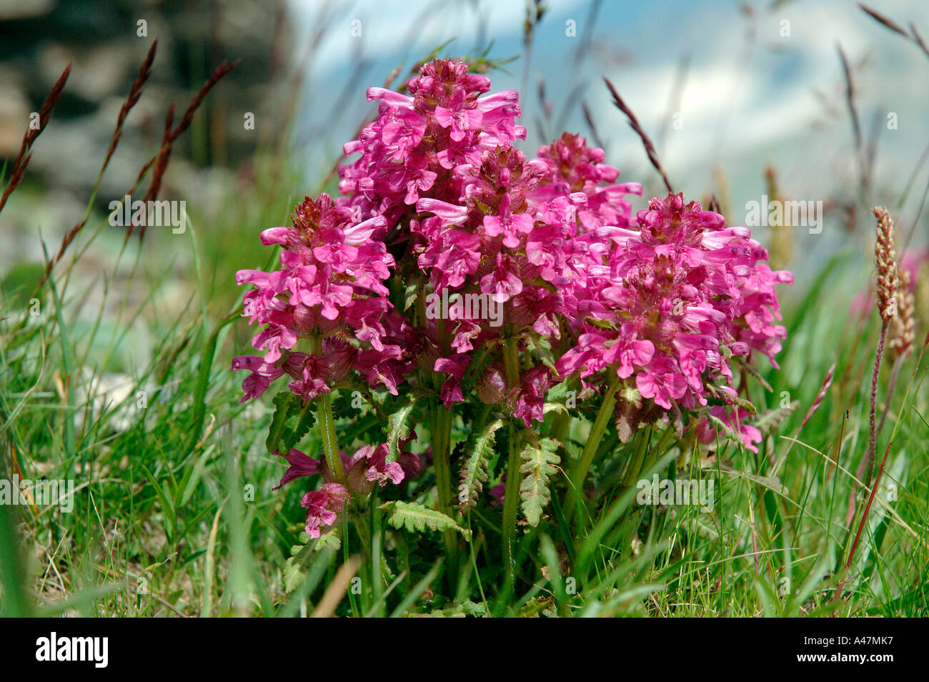 Whorled hi-res stock photography and images - Alamy