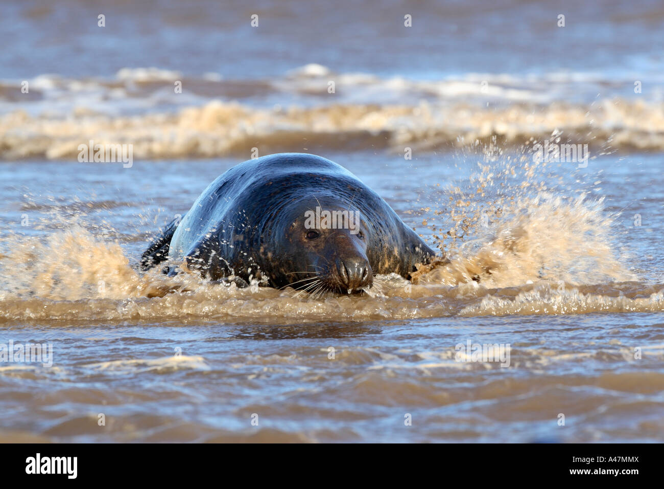 Bull grey seal Halichoerus grypus moving through water with small waves ...