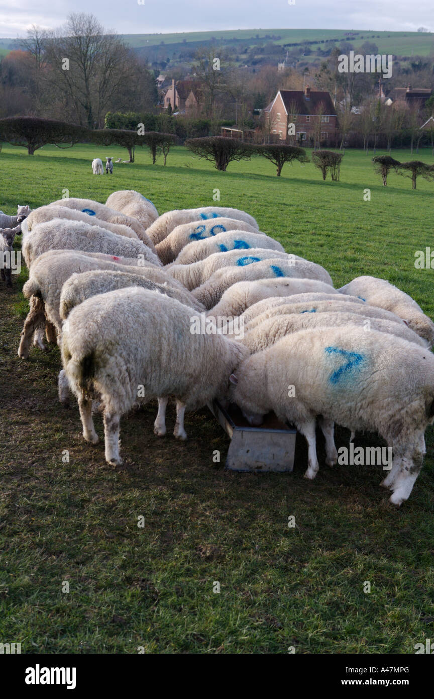 Ewes Feeding At Trough Stock Photo - Alamy