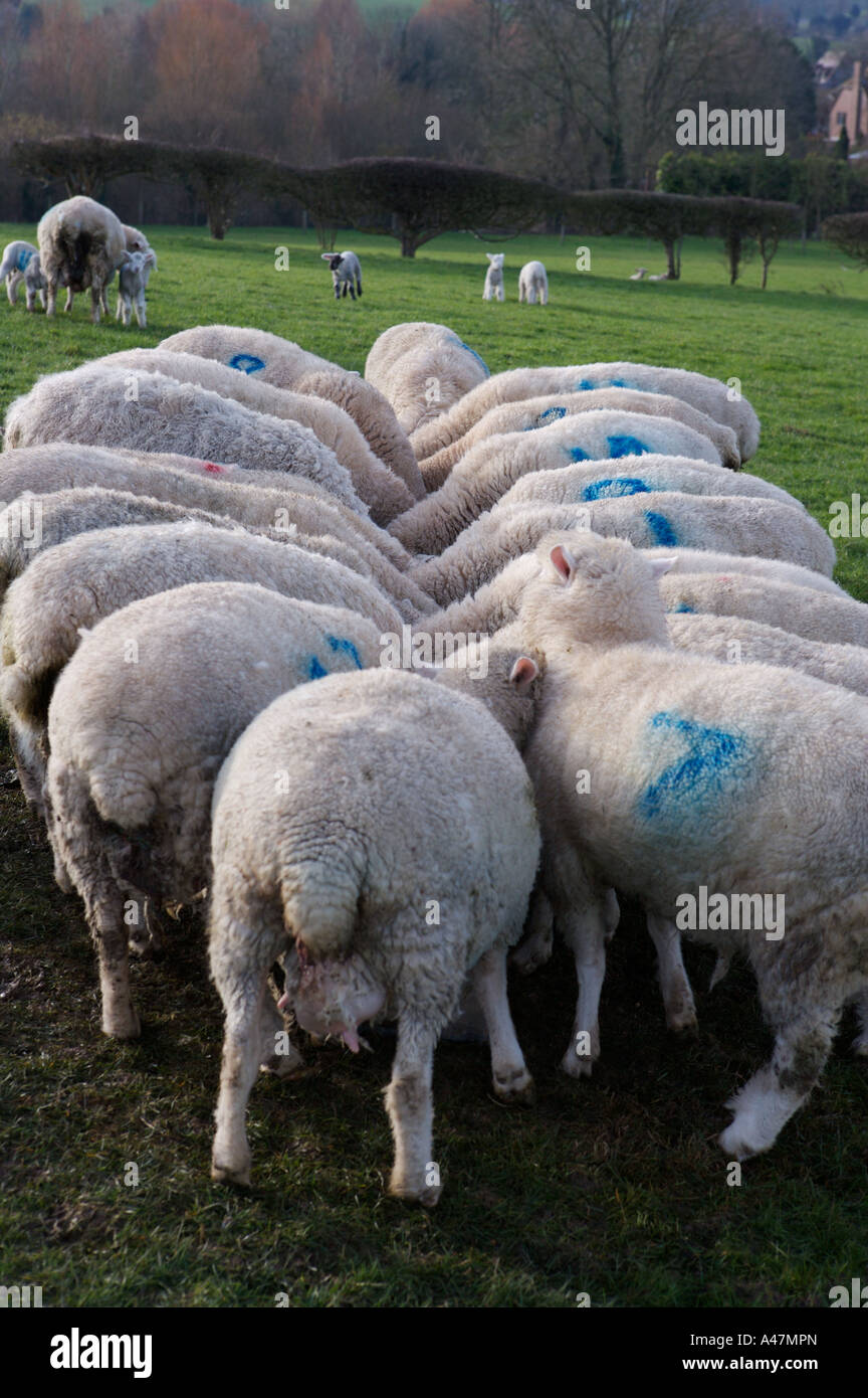 Feeding ewes at a trough Stock Photo - Alamy