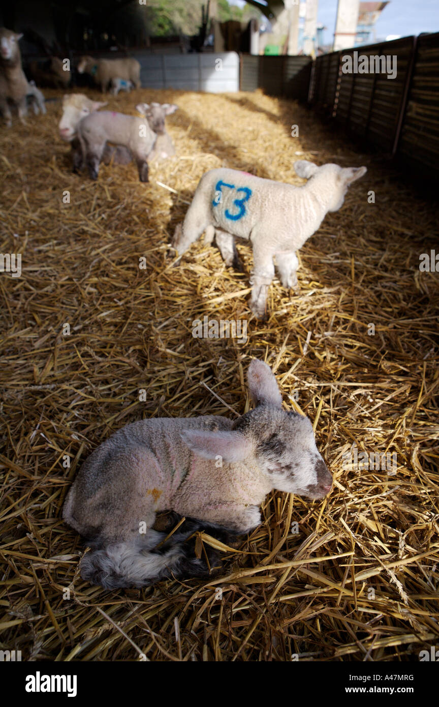 Spring Lamb in Barn Stock Photo - Alamy