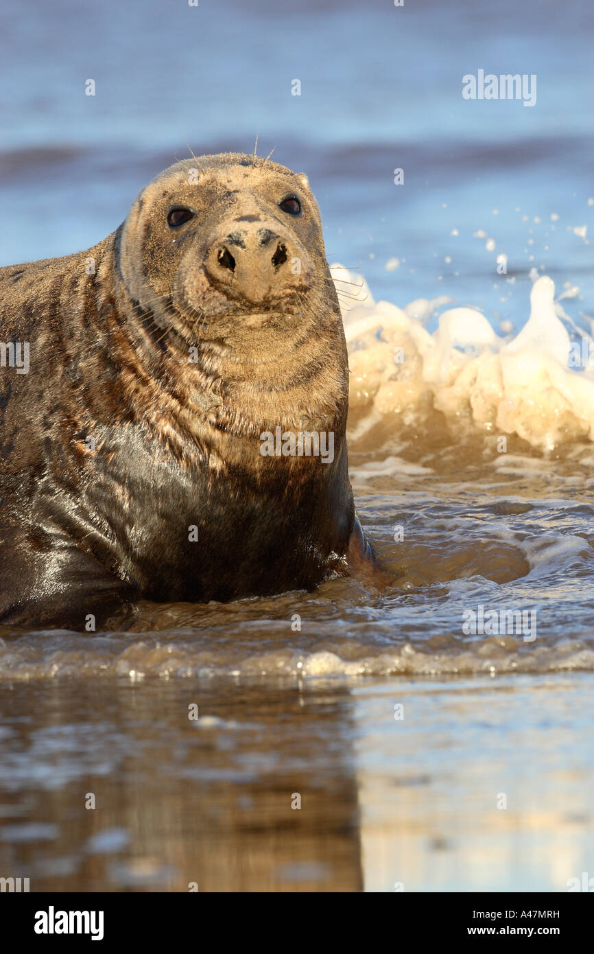 Bull grey seal Halichoerus grypus moving through water with small waves ...