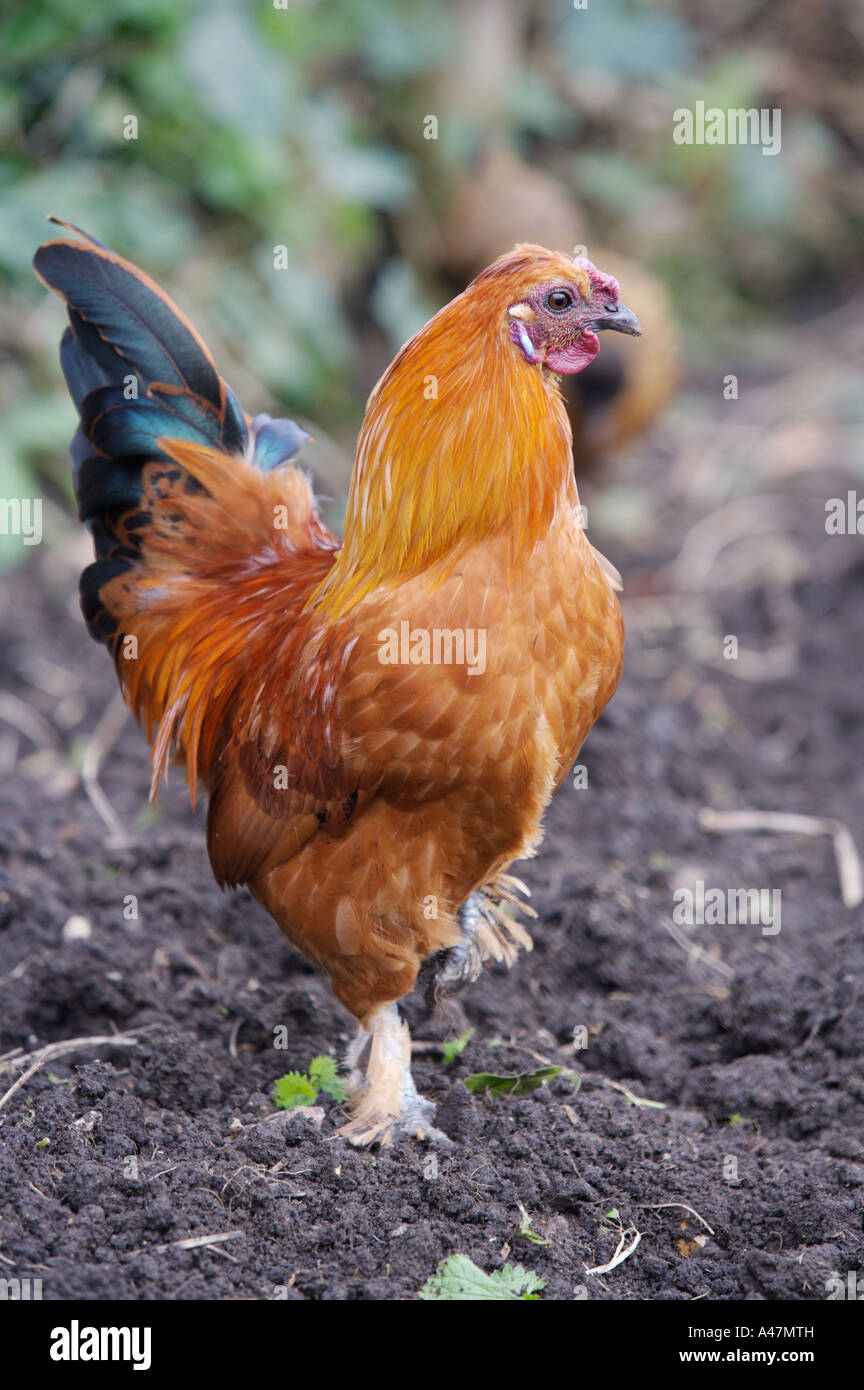 Cockerel strutting hi-res stock photography and images - Alamy