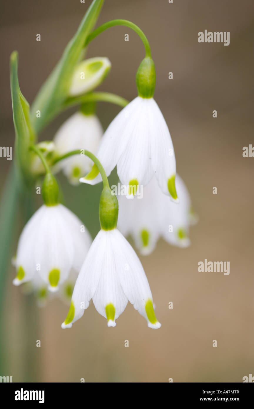 Galanthus spp hi-res stock photography and images - Alamy