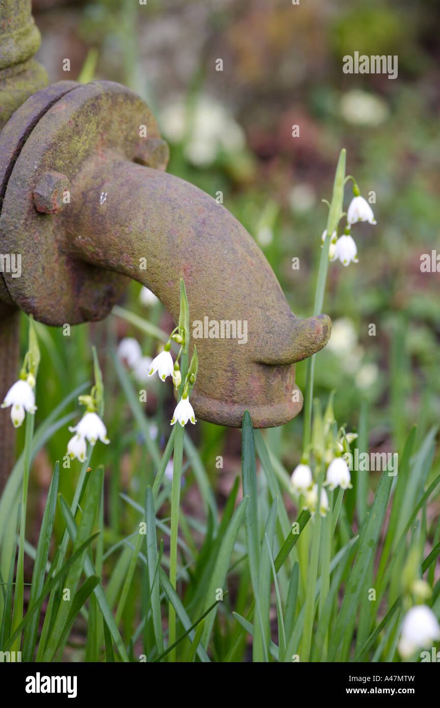 Galanthus spp hi-res stock photography and images - Alamy