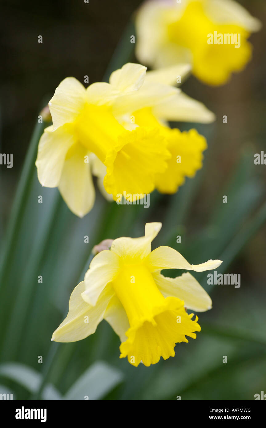 Daffodils february gold hi-res stock photography and images - Alamy